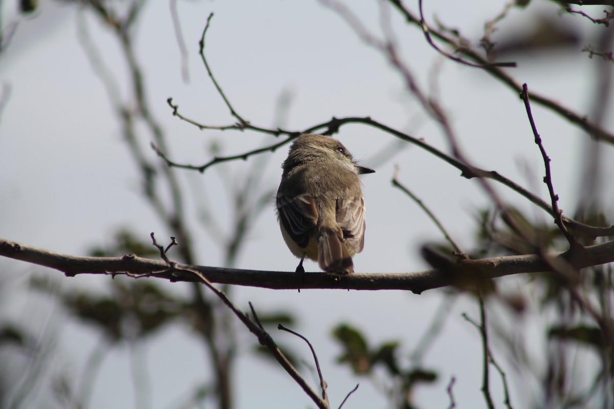 eBird Checklist - 16 Oct 2017 - San Cristóbal--Playa Punta Carola y ...