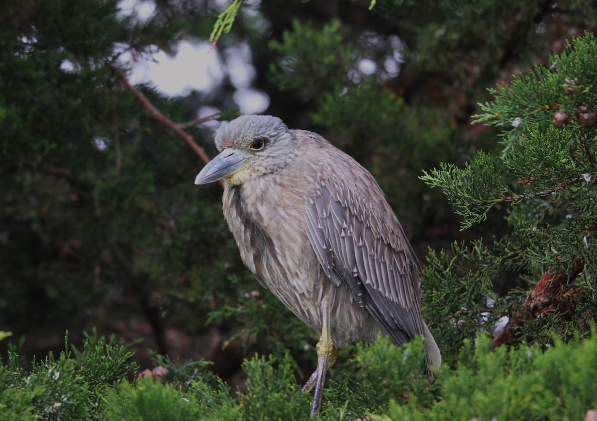 eBird Checklist - 29 Nov 2023 - Tidelands Park - 4 species