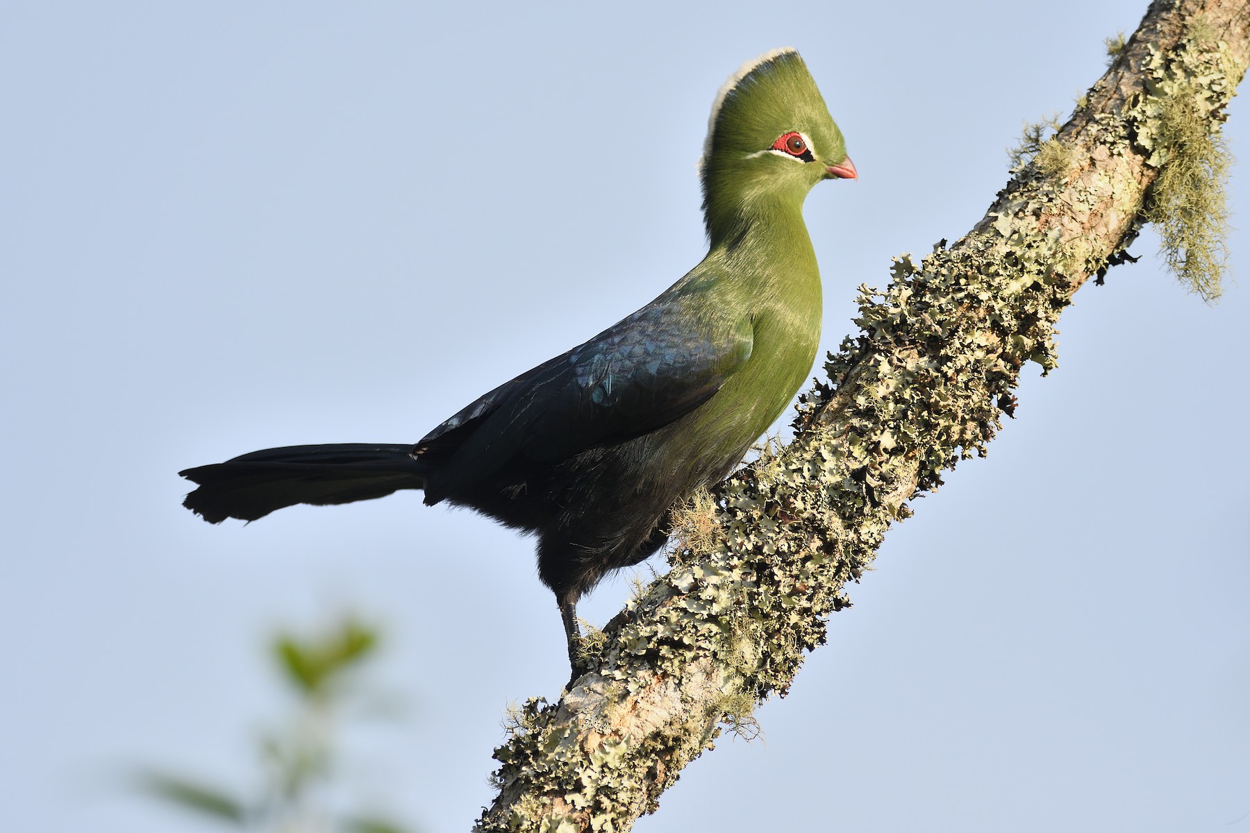 Touraco louri (phoebus) - eBird