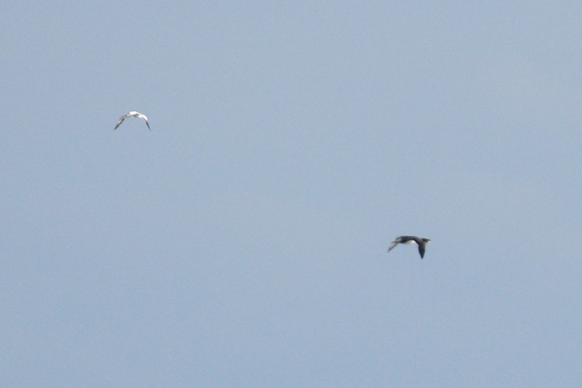 eBird Checklist - 5 Dec 2023 - Avalon--8th St. Jetty (Avalon Seawatch ...