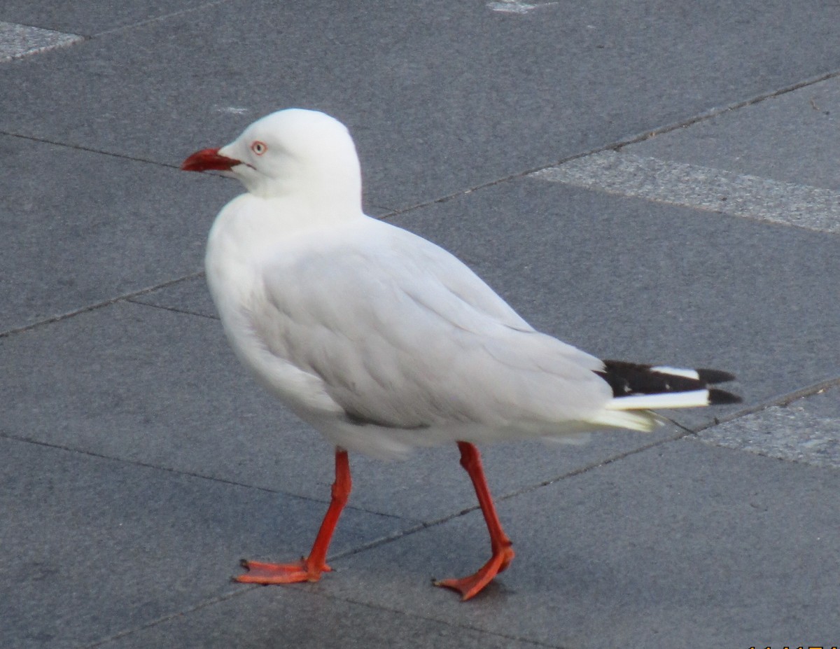 eBird Checklist - 18 Nov 2023 - Sydney Cove and Circular Quay - 3 species