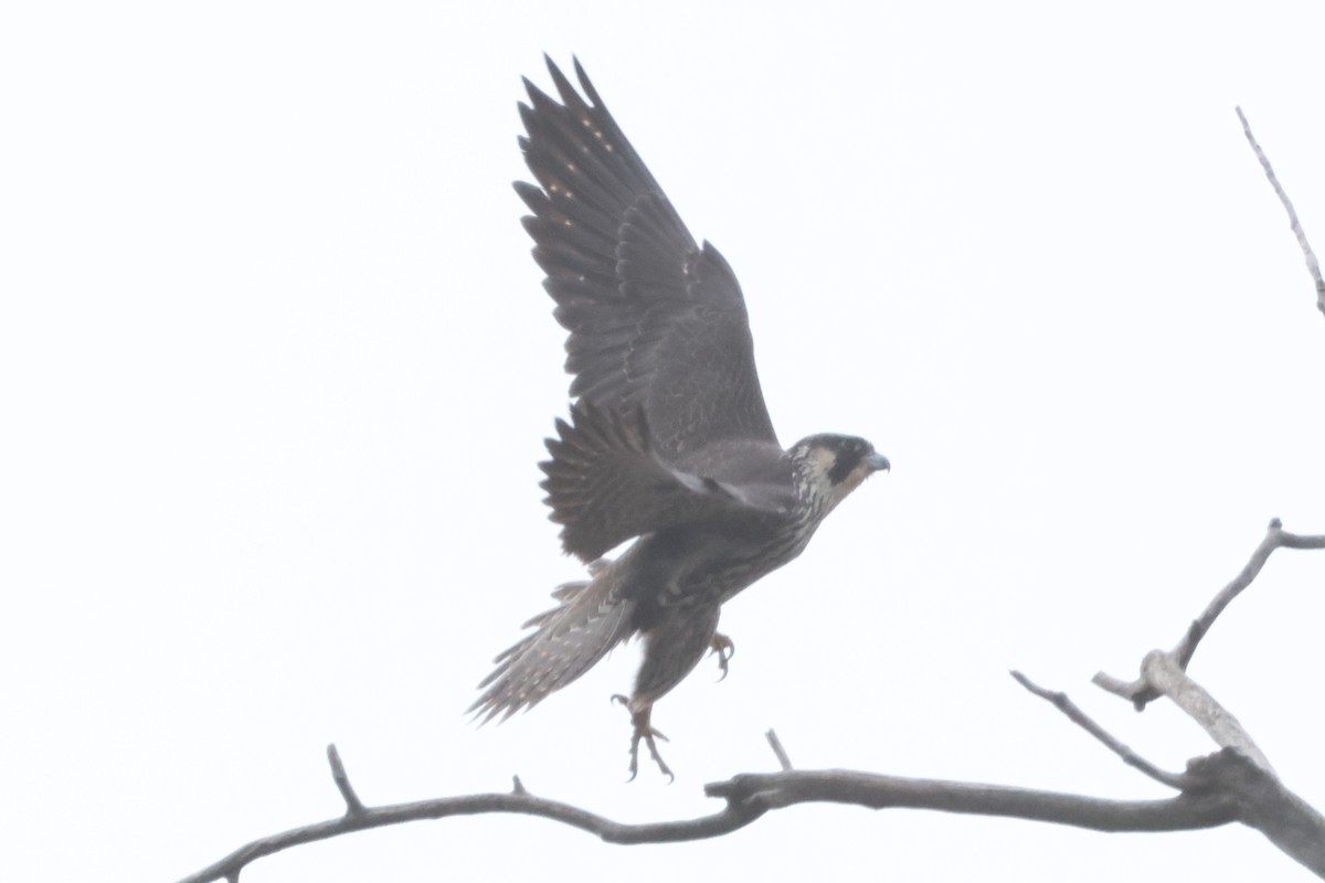 eBird Checklist - 6 Dec 2023 - Ditch Bank Rd., west of Gee Rd. - 4 species