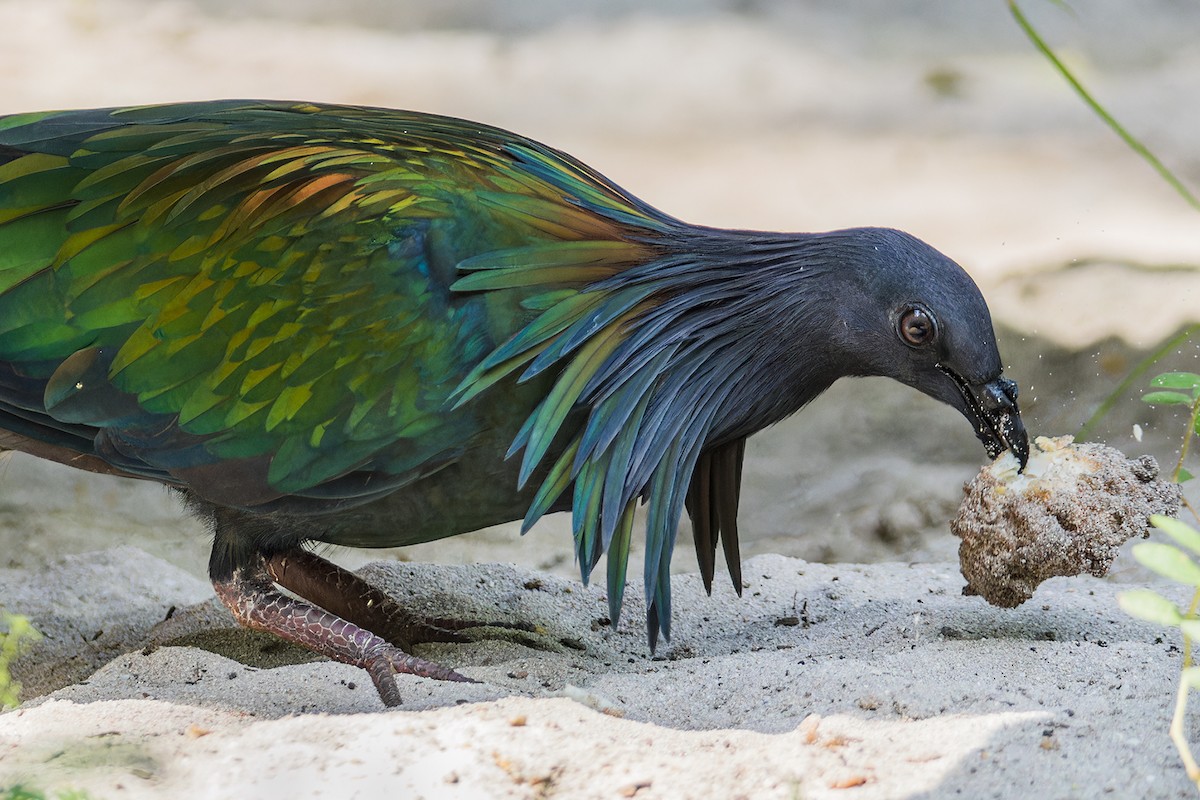 eBird Checklist - 4 Dec 2023 - Mu Ko Similan NP--Ko Miang (Island 4 ...