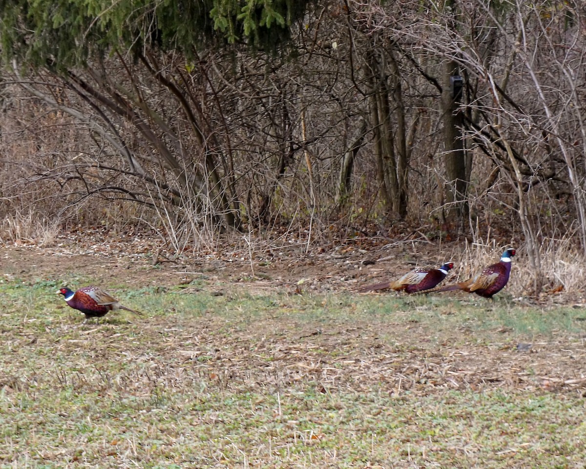 eBird Checklist - 6 Dec 2023 - PPG Lime Lakes - 8 species