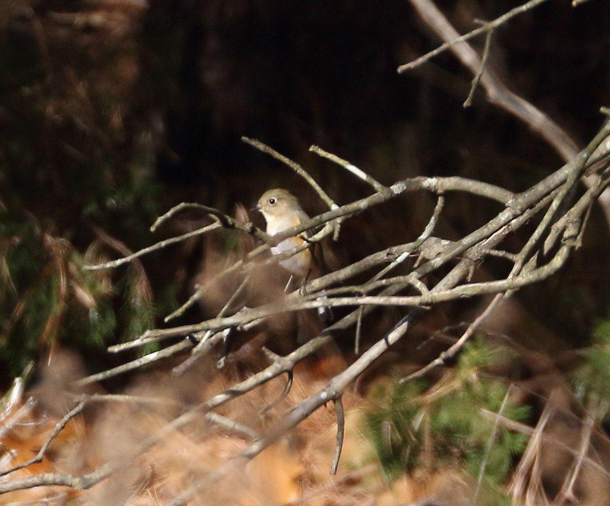 eBird Checklist - 6 Dec 2023 - 26 Spring St, Whiting US-NJ (39.9674,-74 ...