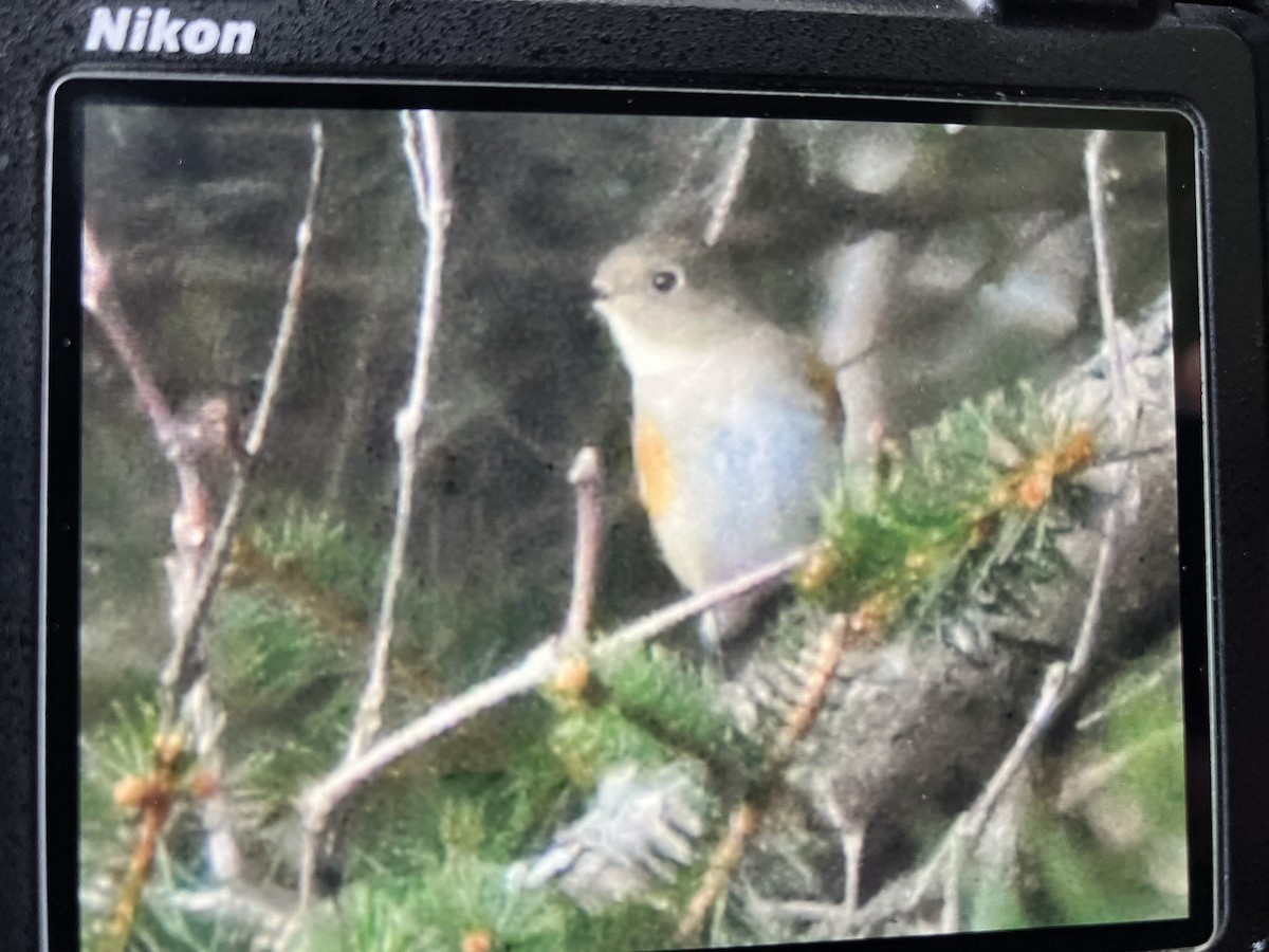 eBird Checklist - 6 Dec 2023 - 28 Spring St, Whiting US-NJ 39.96719 ...