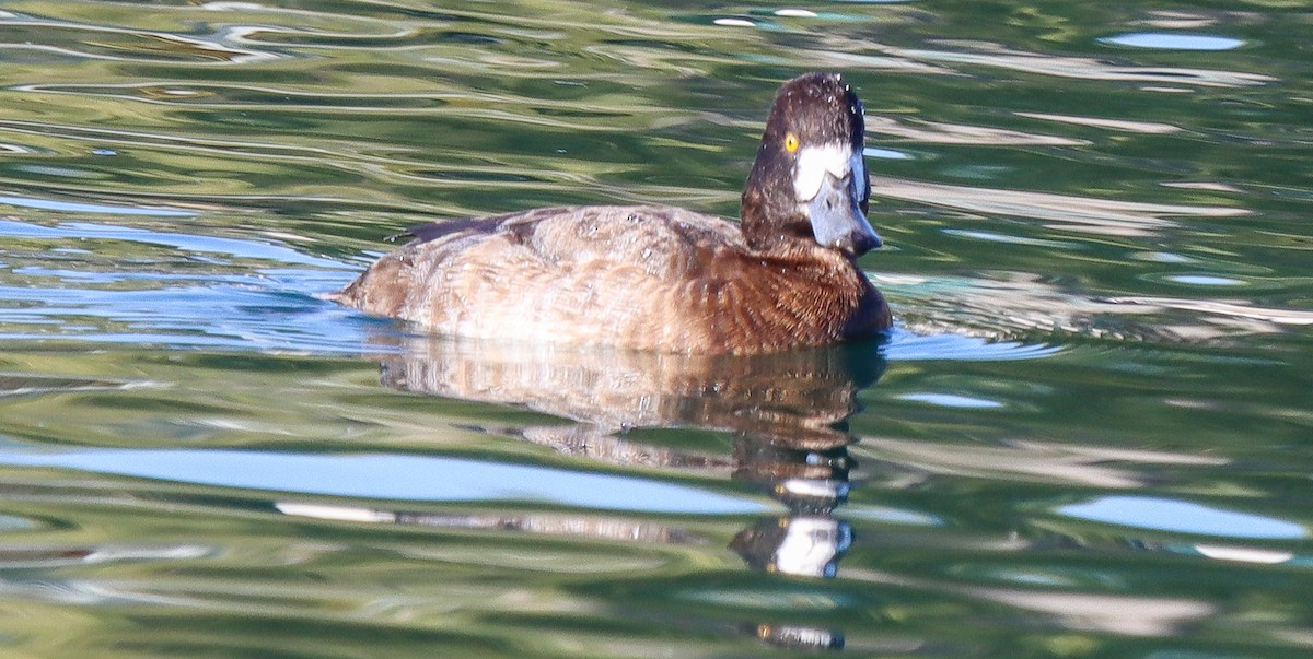 eBird Checklist - 6 Dec 2023 - Riparian Preserve at Gilbert Water Ranch ...