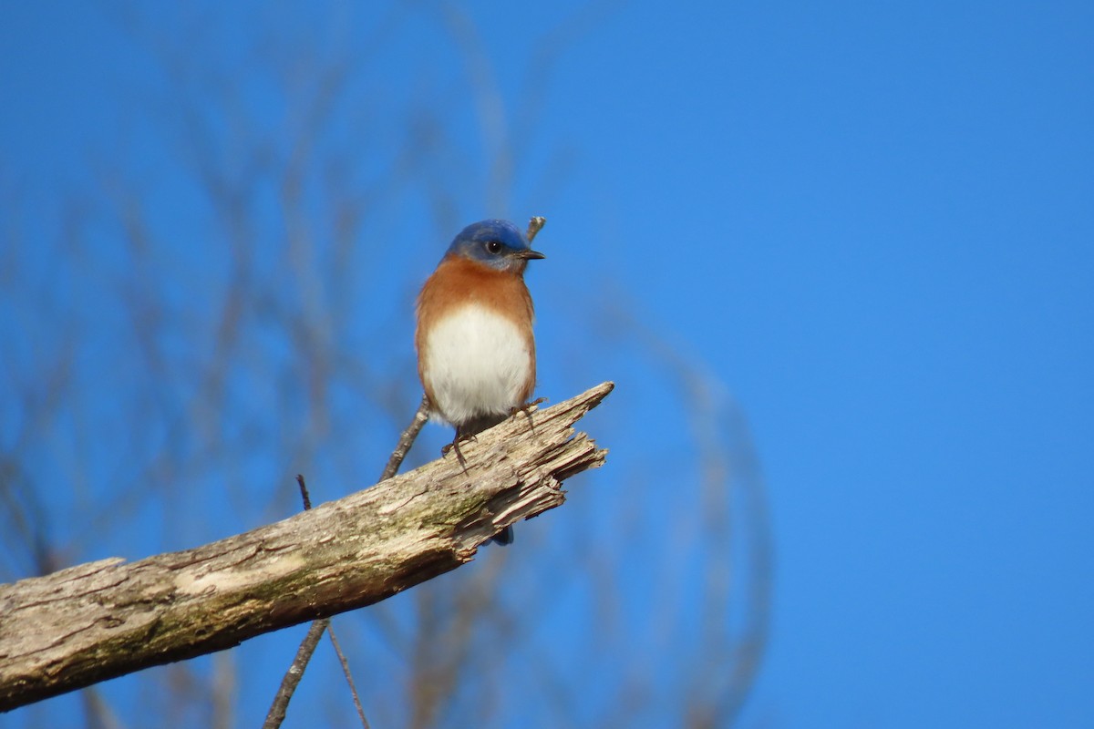 eBird Checklist - 6 Dec 2023 - Hughes Hollow - McKee Beshers WMA - 27 ...