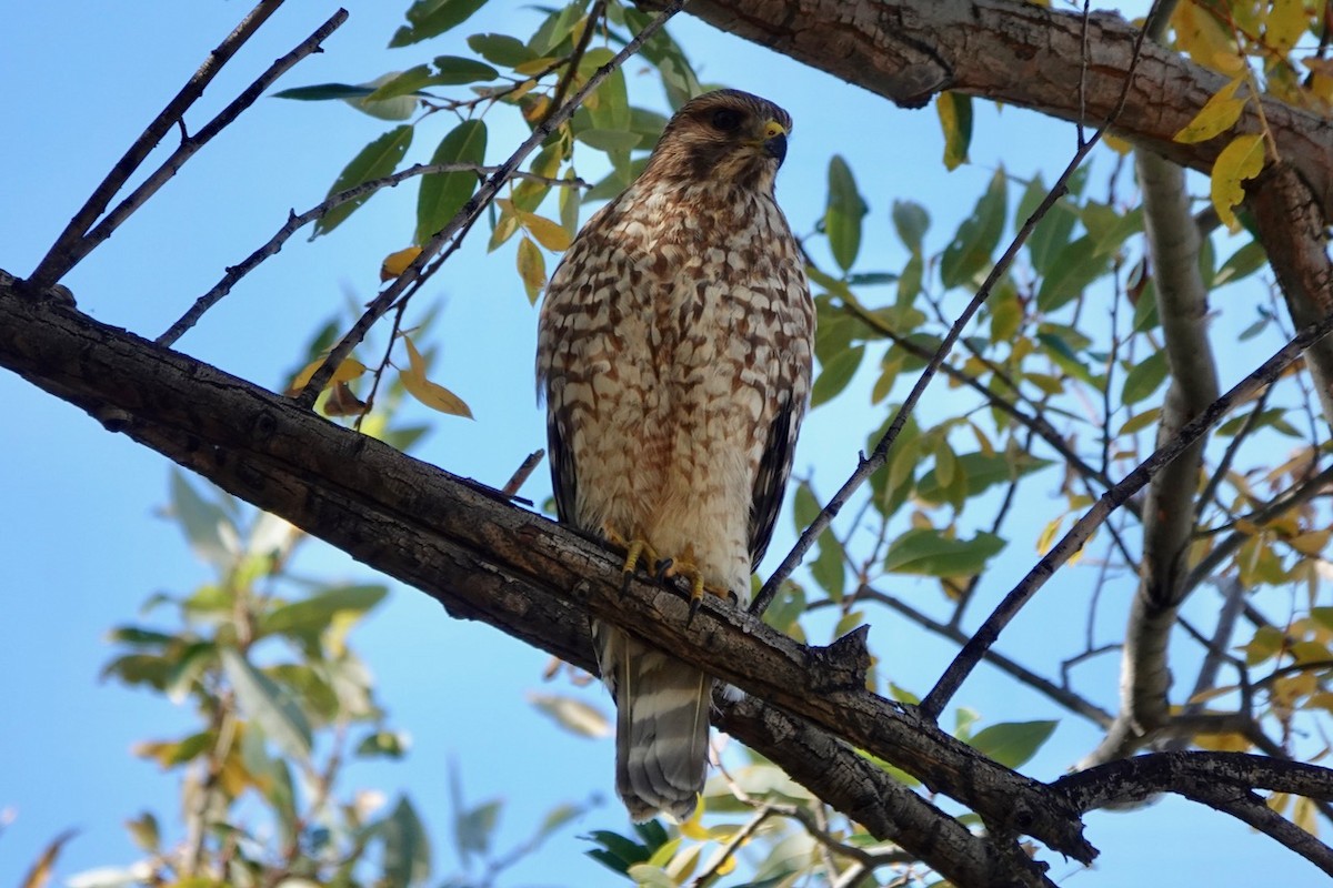 eBird Checklist - 6 Dec 2023 - Big Morongo Canyon Preserve - 27 species