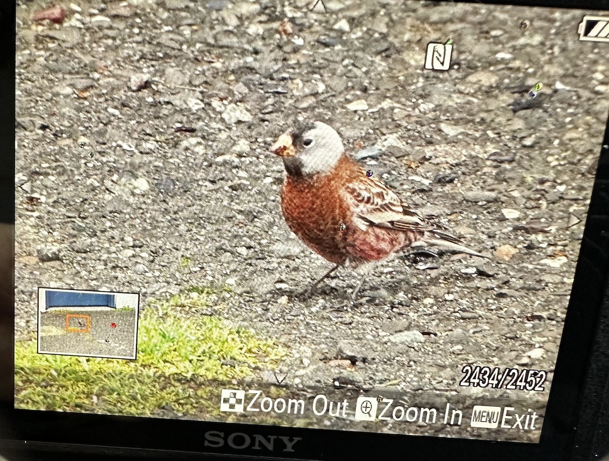 eBird Checklist - 6 Dec 2023 - Ediz Hook - 13 species