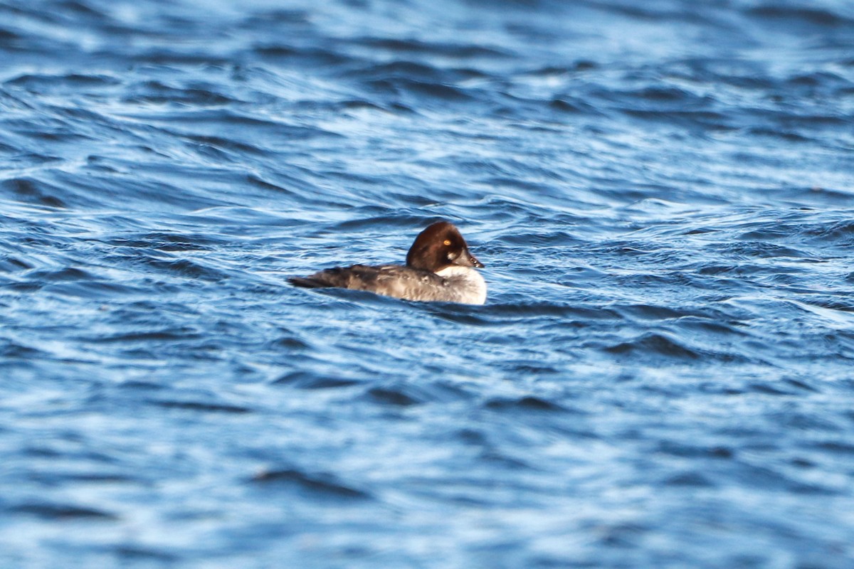 eBird Checklist - 6 Dec 2023 - 89 вулиця Героїв Дніпра, Черкаси ...