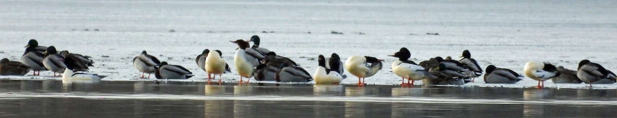eBird Checklist - 6 Dec 2023 - Helena Valley Regulating Reservoir - 12 ...