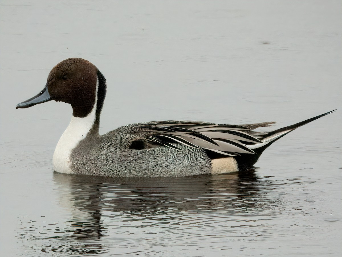 eBird Checklist - 6 Dec 2023 - Billy Frank Jr. Nisqually NWR - 27 species