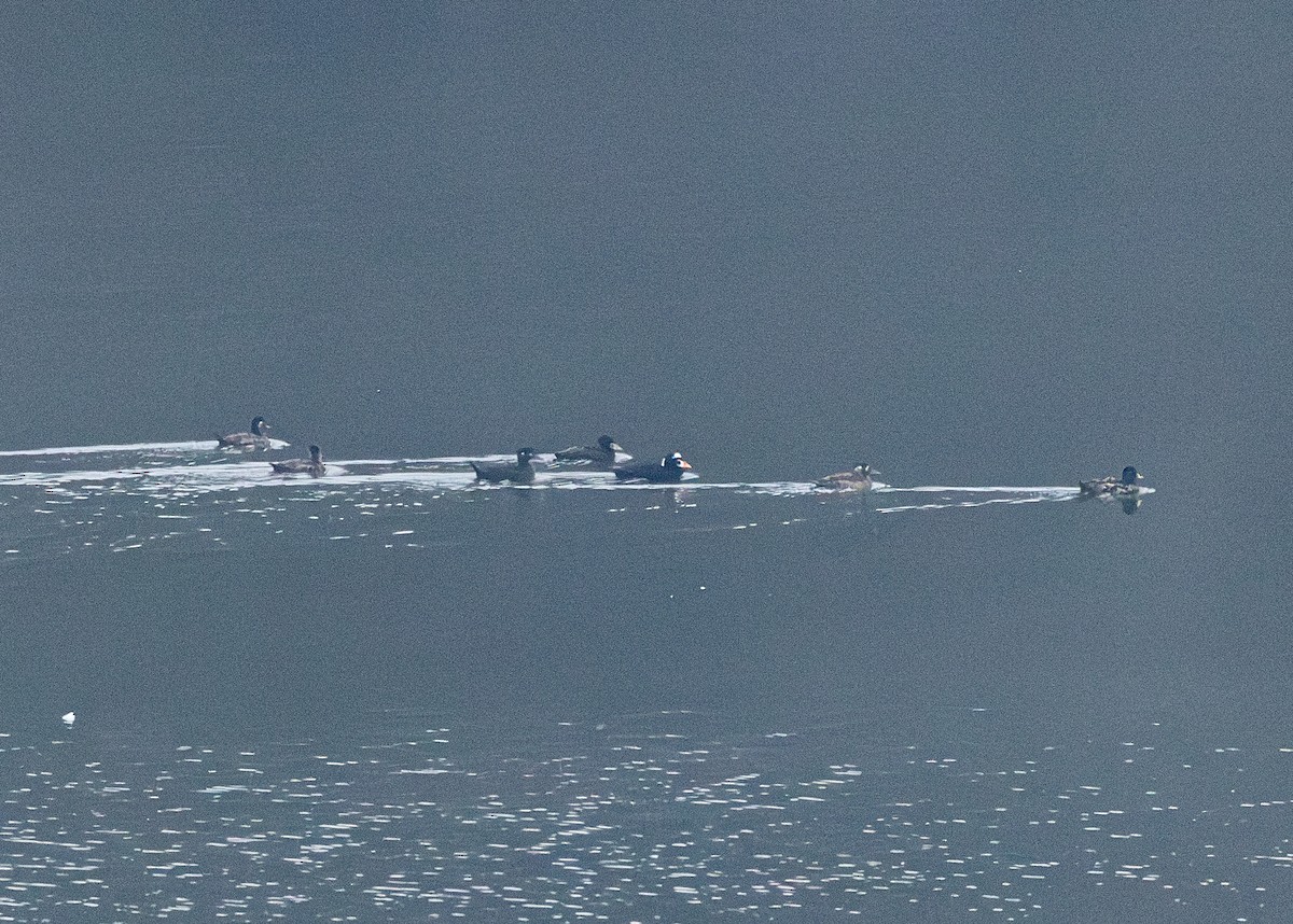 eBird Checklist - 6 Dec 2023 - Long Arm Reservoir - 10 species