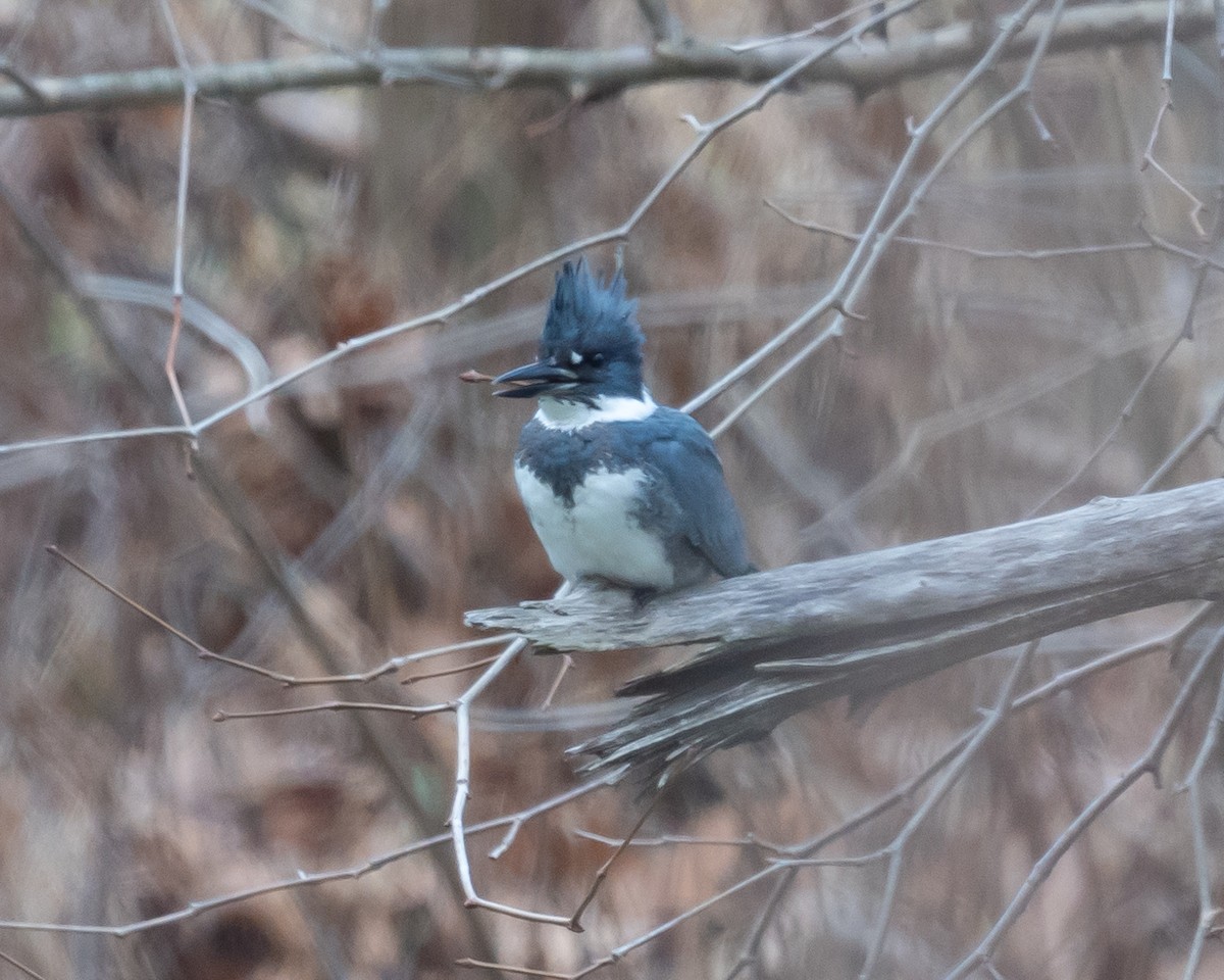 eBird Checklist - 6 Dec 2023 - Hoback Park - 9 species
