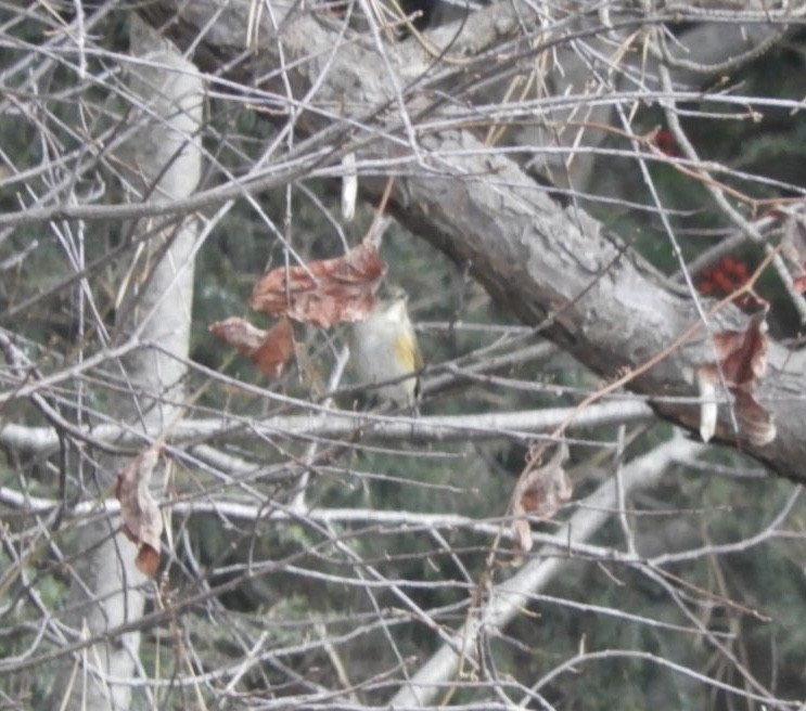 New Jersey eBird Checklist - 6 Dec 2023 - stakeout Red-flanked Bluetail ...