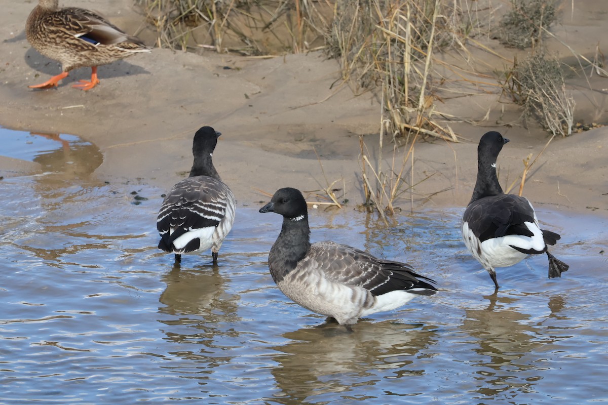 eBird Checklist - 6 Dec 2023 - Sunset Cove Park - 18 species (+1 other ...