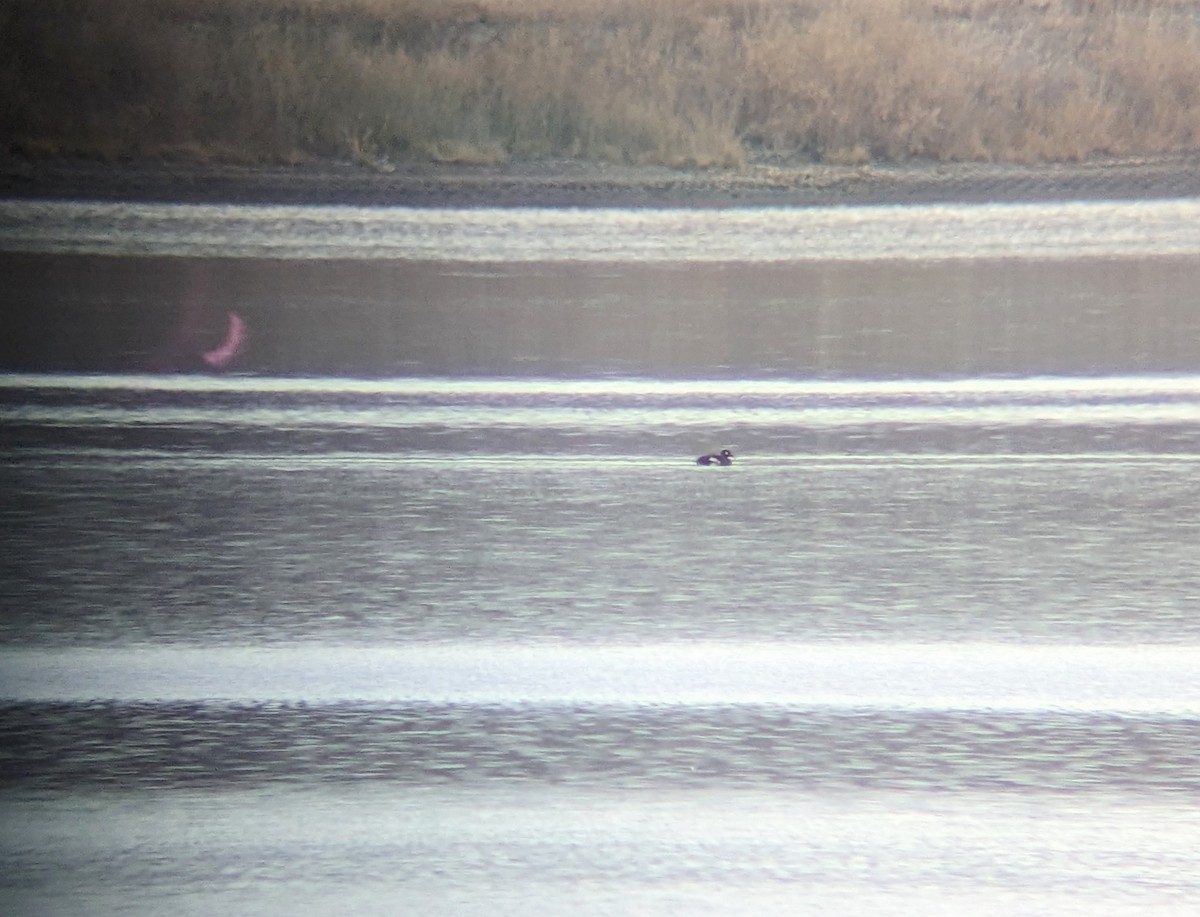 eBird Checklist - 6 Dec 2023 - Keephills Plant Cooling Ponds - 22 species