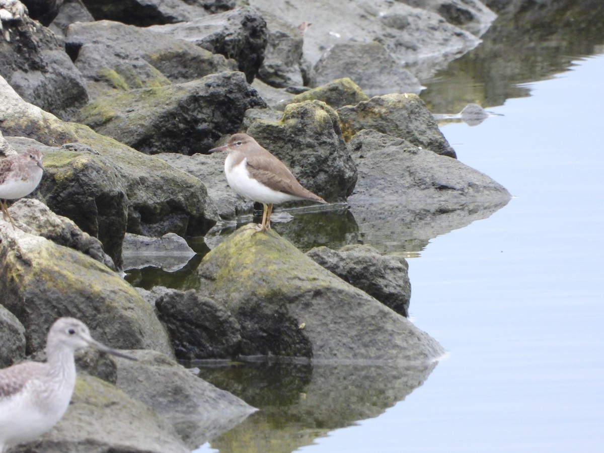eBird Checklist - 6 Dec 2023 - White Slough WTP (aka Lodi WTP) - 36 ...