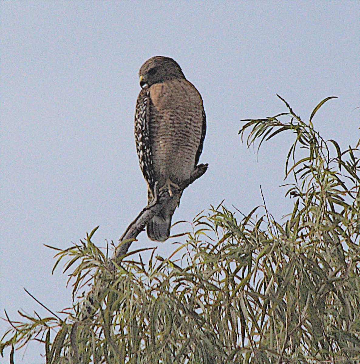 eBird Checklist - 2 Dec 2023 - Lake Creek Trail--West (Williamson Co ...