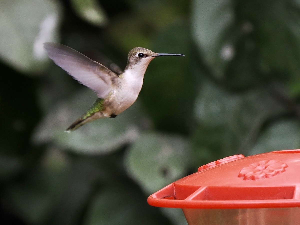 eBird Checklist - 5 Dec 2023 - National Butterfly Center--General ...