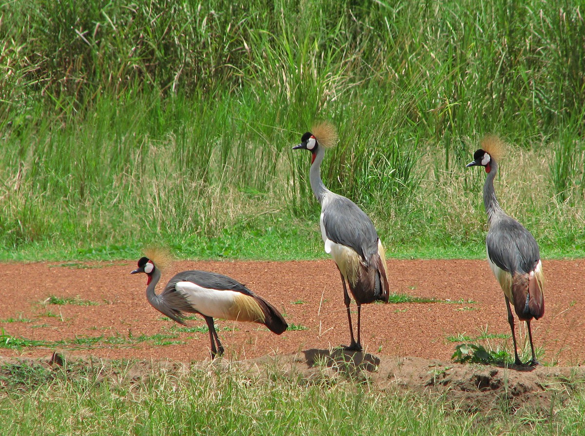 eBird Checklist - 11 Feb 2008 - Yei Airport [HSYE] - 2 species