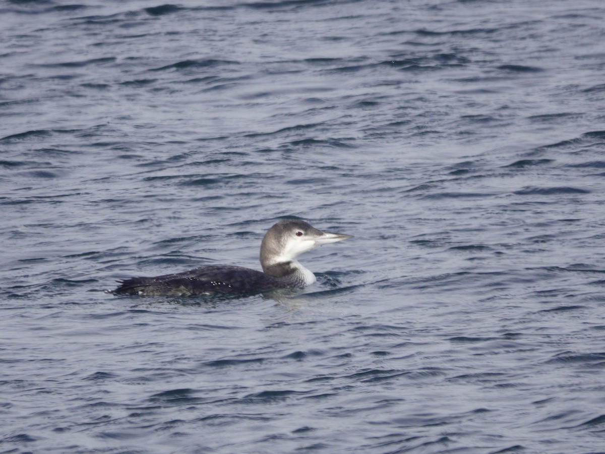 eBird Checklist - 7 Dec 2023 - Sandwich Marina - 11 species (+1 other taxa)