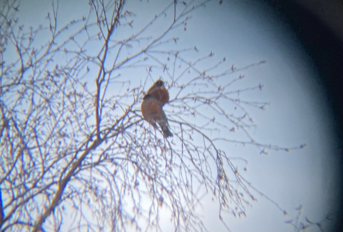 eBird Checklist - 7 Dec 2023 - UAF Library - 4 species