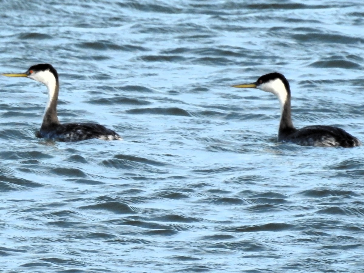 eBird Checklist - 7 Dec 2023 - Grapevine Lake--Oak Grove Pk - 8 species
