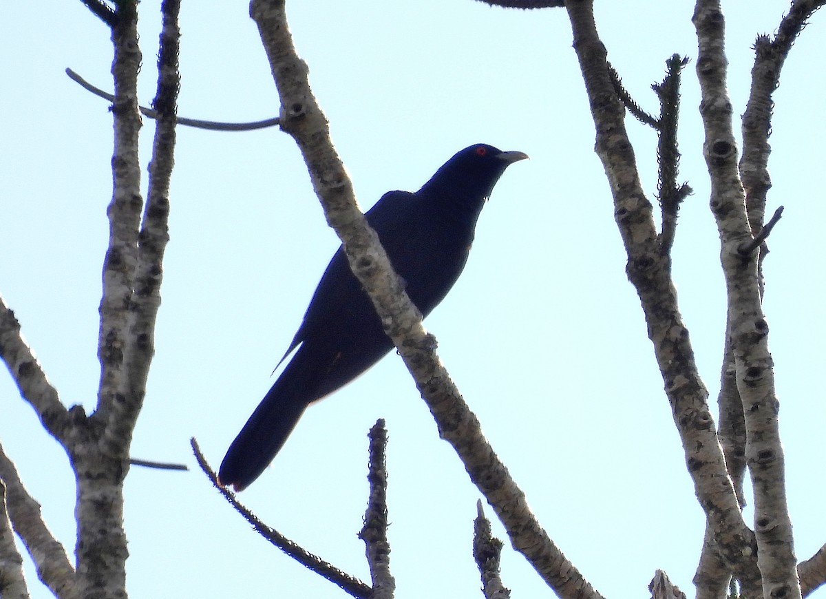 eBird Checklist - 8 Dec 2023 - Ross Road Parkland (Upper Kedron) - 36 ...