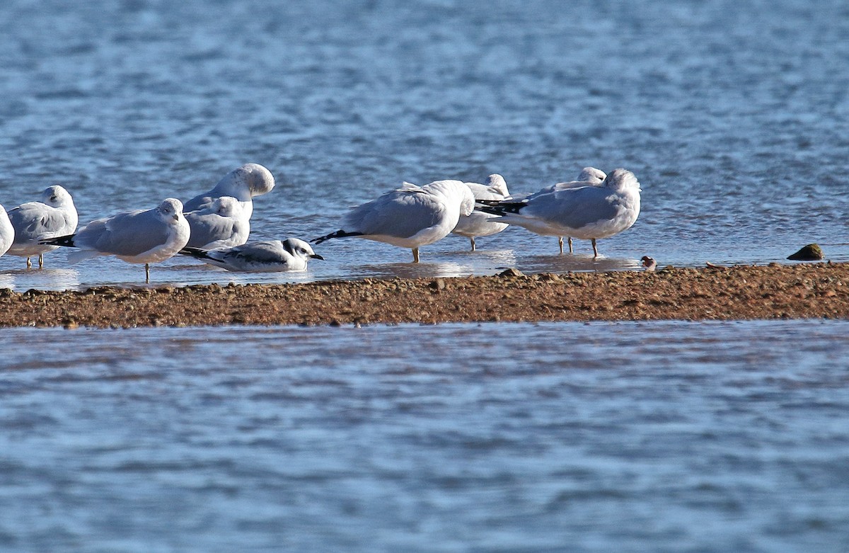 eBird Checklist - 7 Dec 2023 - Concord Park--The Cove - 15 species