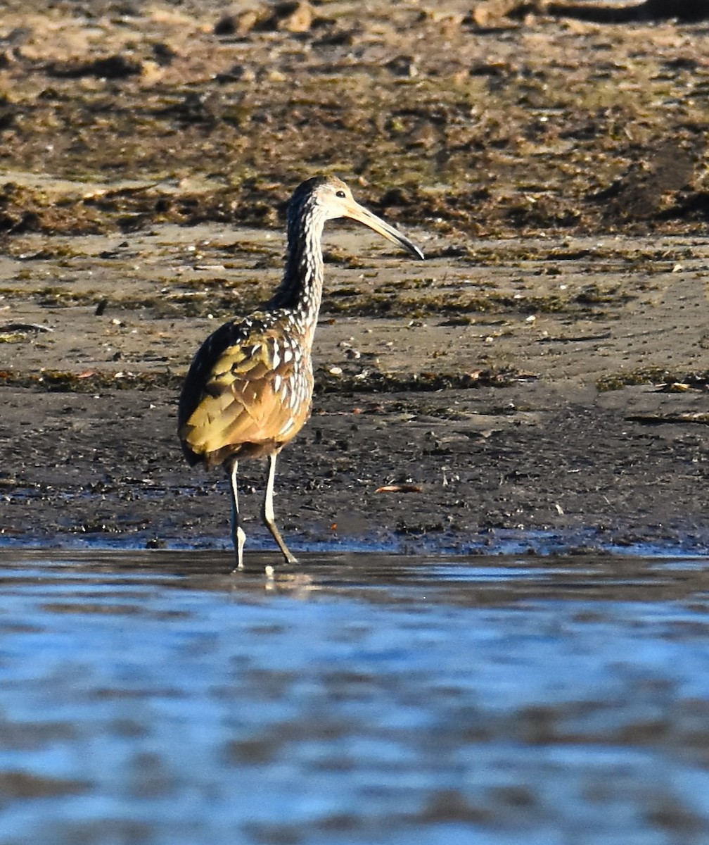 eBird Checklist - 7 Dec 2023 - Hiwassee Wildlife Refuge--Hiwassee ...