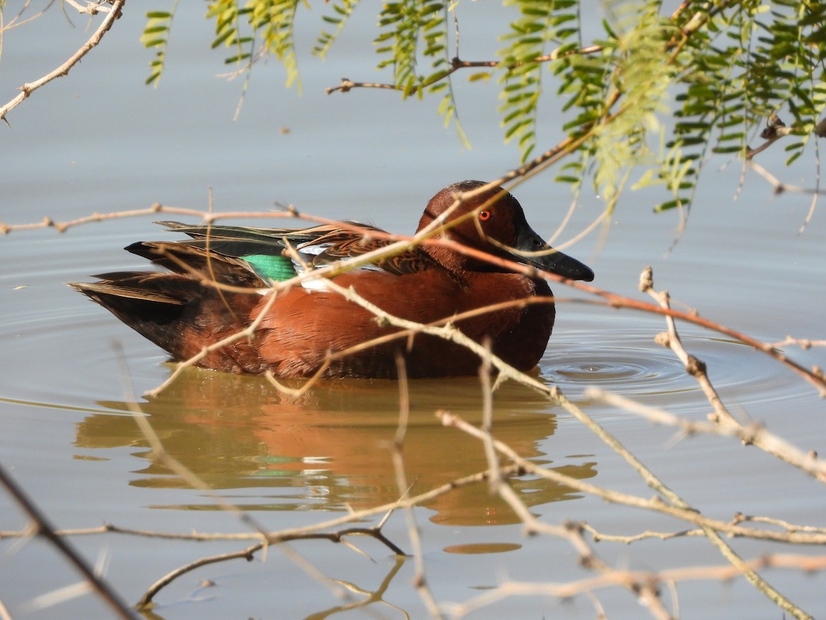 eBird Checklist - 7 Dec 2023 - Riparian Preserve at Gilbert Water Ranch ...