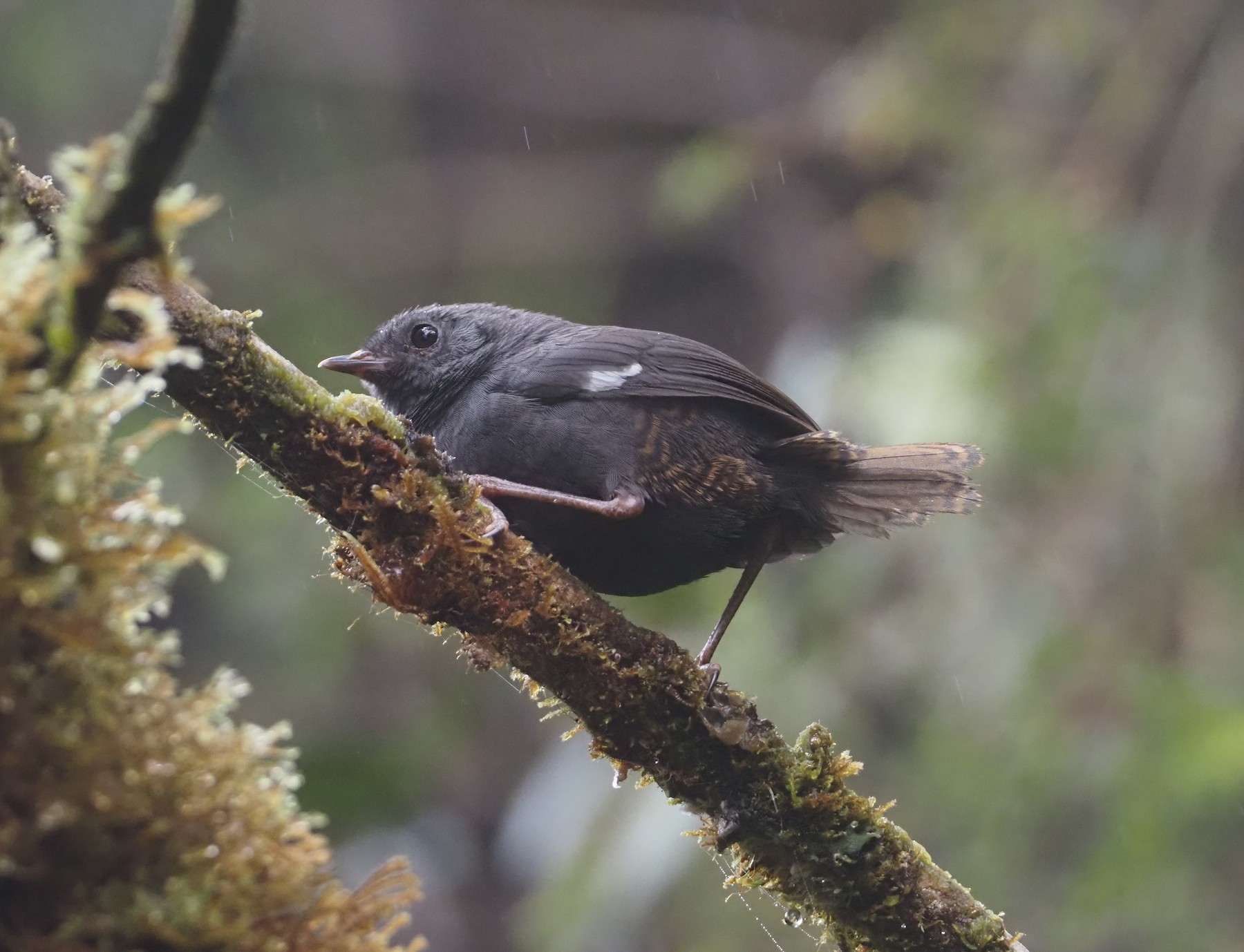 White-winged Tapaculo - eBird