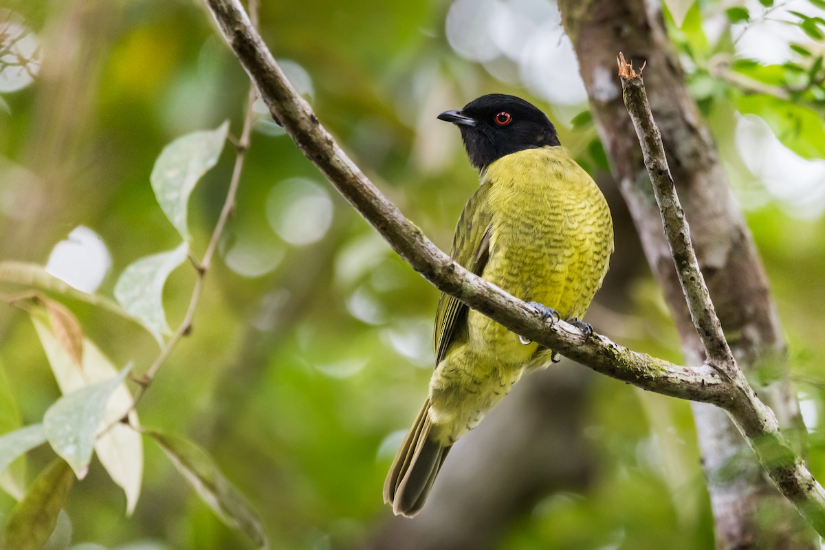 Black-headed Berryeater - Carpornis melanocephala - Media Search ...