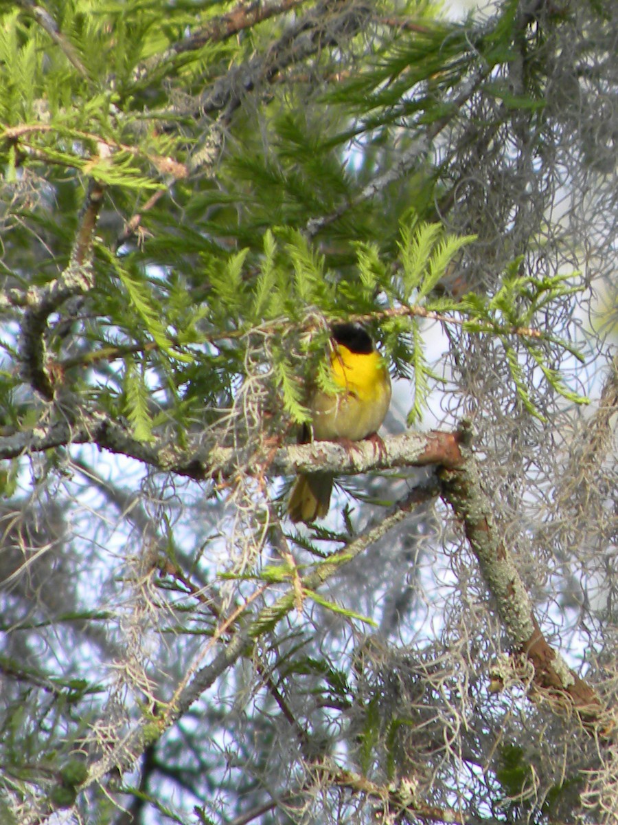 eBird Checklist - 19 Apr 2011 - Phinizy Swamp Nature Park - 4 species