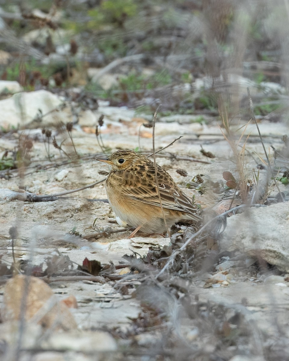 eBird Checklist - 17 Nov 2023 - Lake Travis--Bob Wentz Windy Point Pk ...