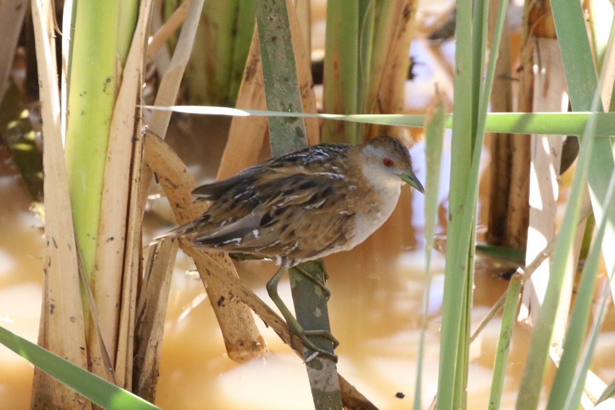 eBird Checklist - 3 Dec 2023 - West Wyalong STW and Rotary Park ...