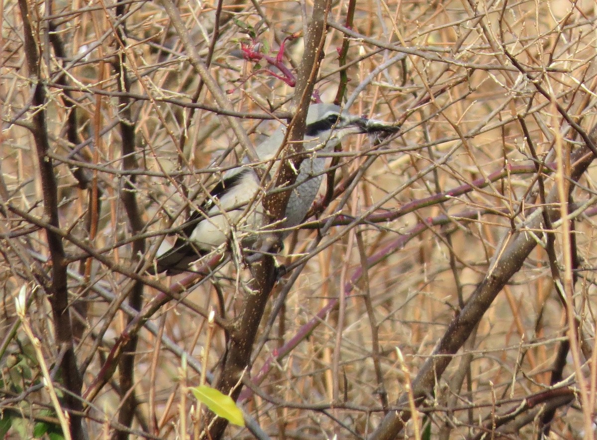 eBird Checklist - 8 Dec 2023 - NJ Audubon Hariton Sanctuary - 26 species