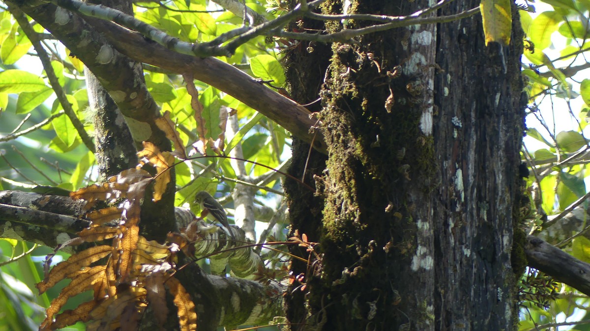 eBird Checklist - 8 Dec 2023 - Jaramillo/Estrella region - 58 species