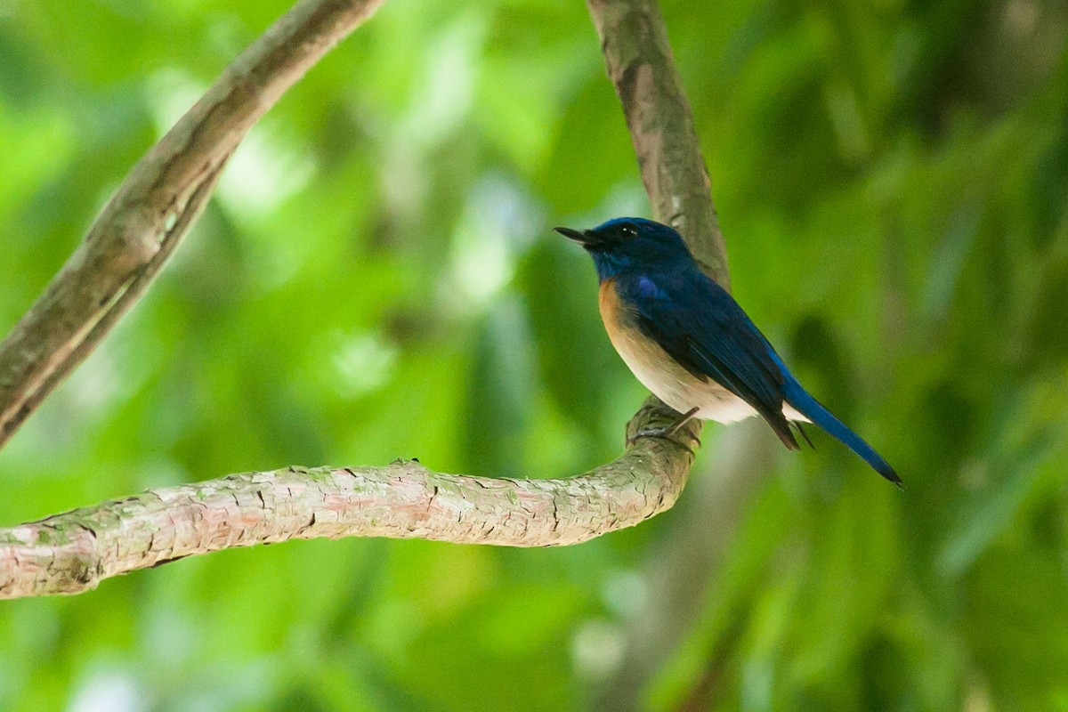 Malaysian Blue Flycatcher - Cyornis turcosus - Birds of the World