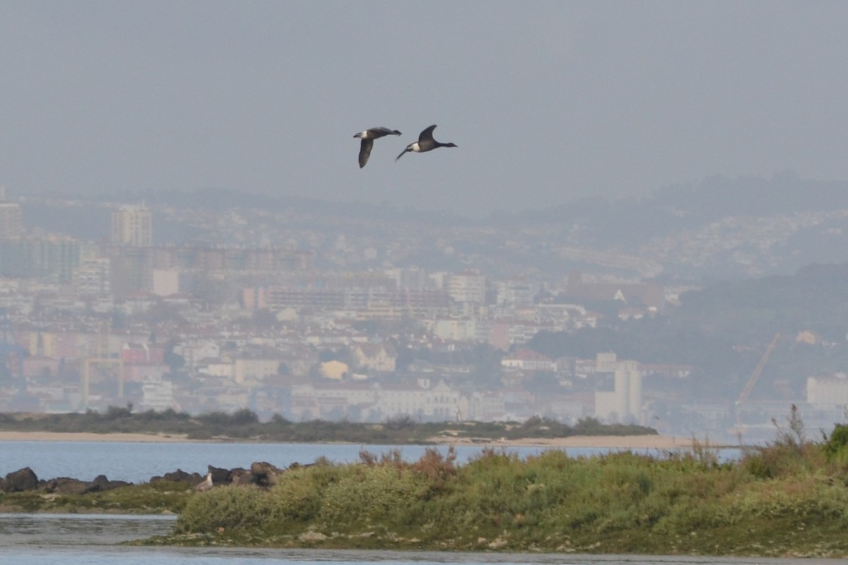 eBird Portugal Checklist - 8 Dec 2023 - Sapal de Alhos Vedros - 67 species