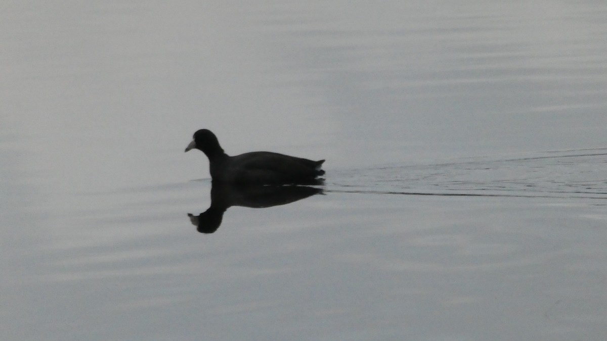 eBird Checklist - 7 Dec 2023 - Mendenhall Wetlands SGR--Fish Creek ...