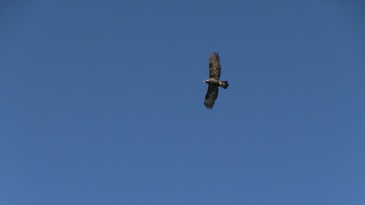 eBird Checklist - 8 Dec 2023 - Golden Eagle Sighting - 1 species