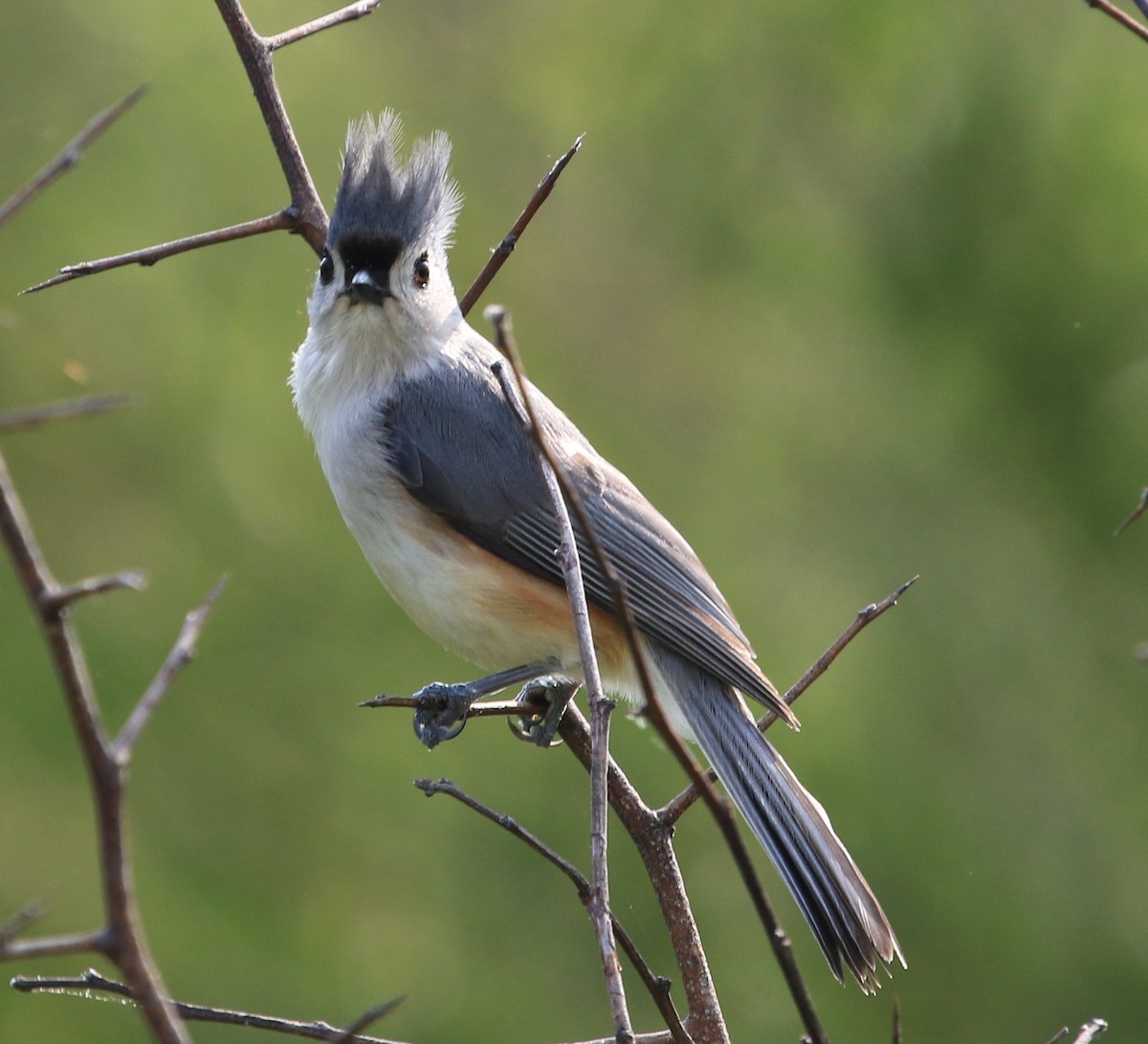 eBird Checklist - 30 Apr 2017 - Villas--Cox Hall Creek WMA--North Wet ...