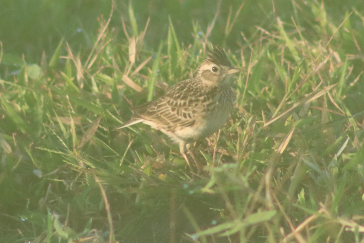 eBird Checklist - 9 Dec 2023 - Lag-asan, Bago City - 17 species (+3 ...