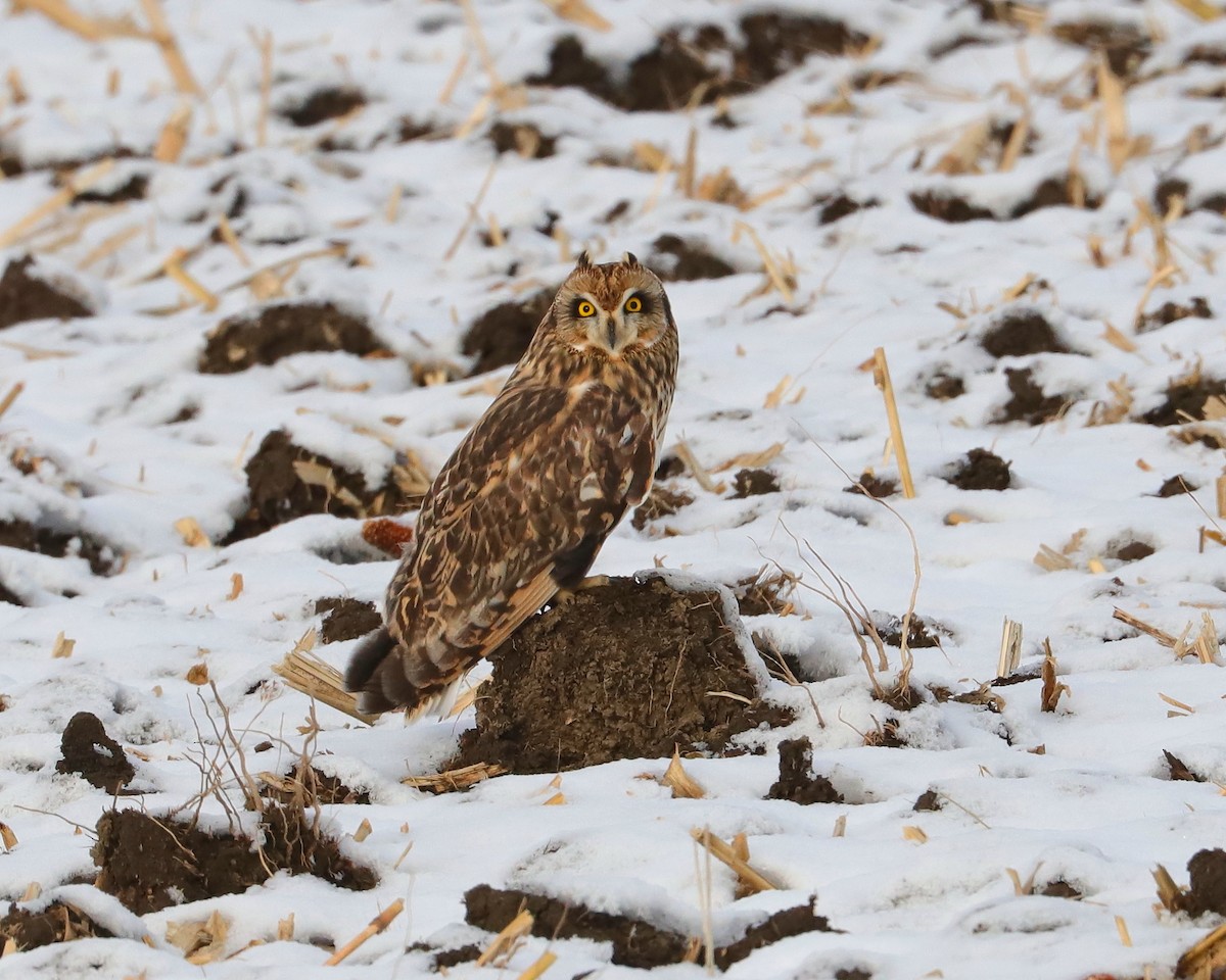 eBird Checklist - 8 Dec 2023 - Banker Road - 3 species