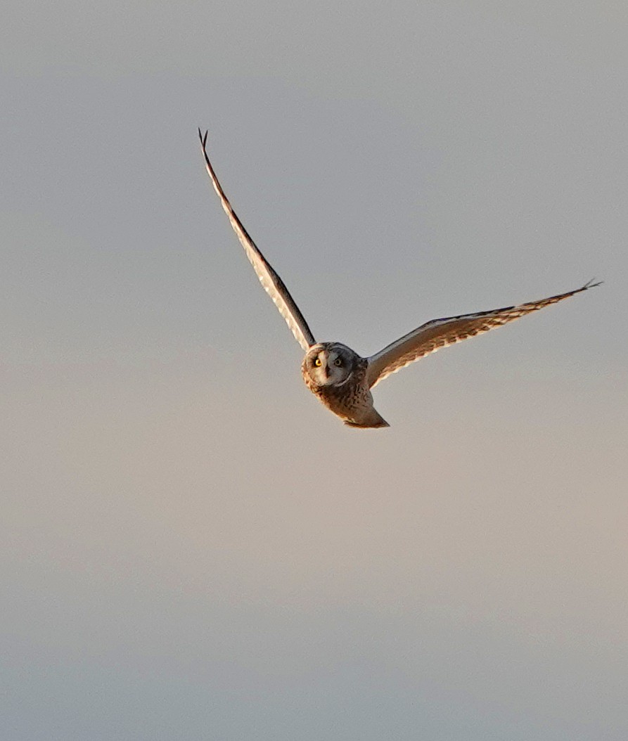 eBird Checklist - 8 Dec 2023 - Brunner Family Forest Preserve - 7 species