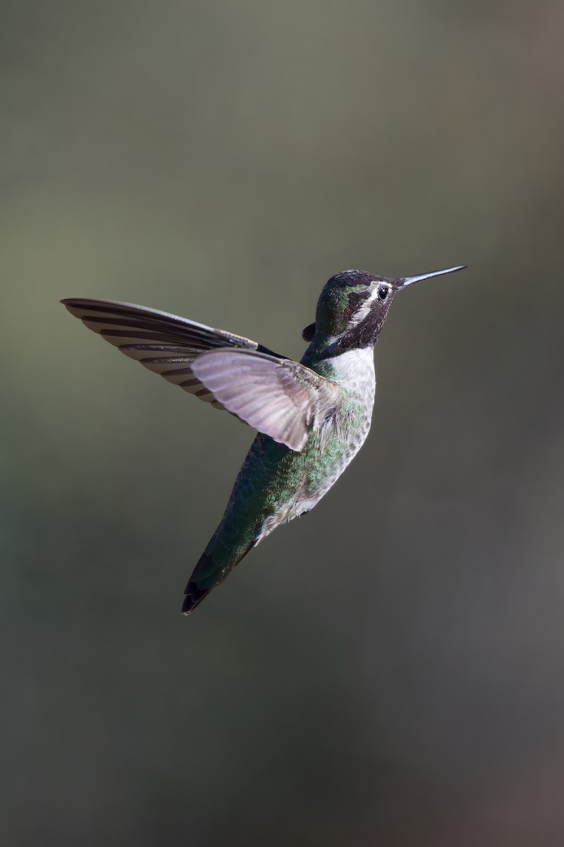 eBird Checklist - 8 Dec 2023 - Patagonia Lake SP--Birding Trail - 34 ...