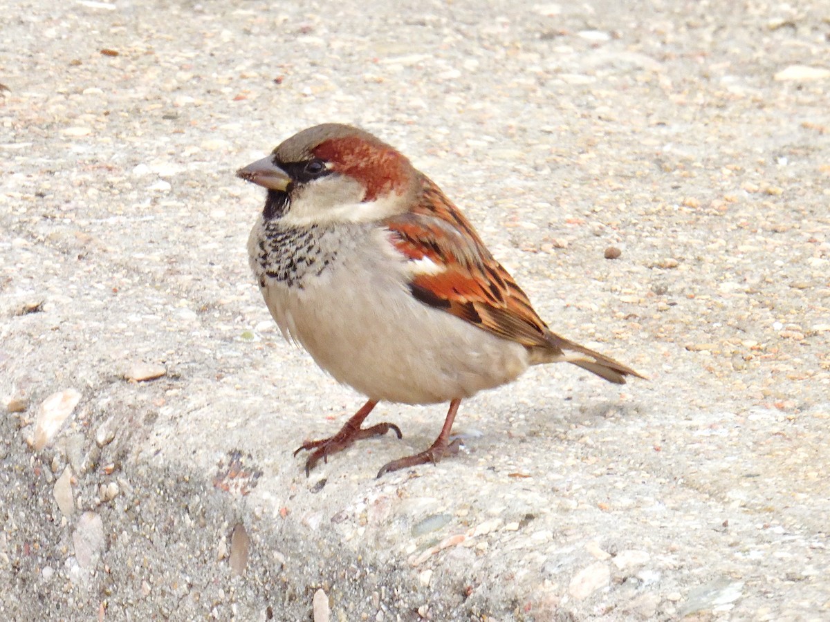 eBird Checklist - 8 Dec 2023 - Gillette (town) - 4 species